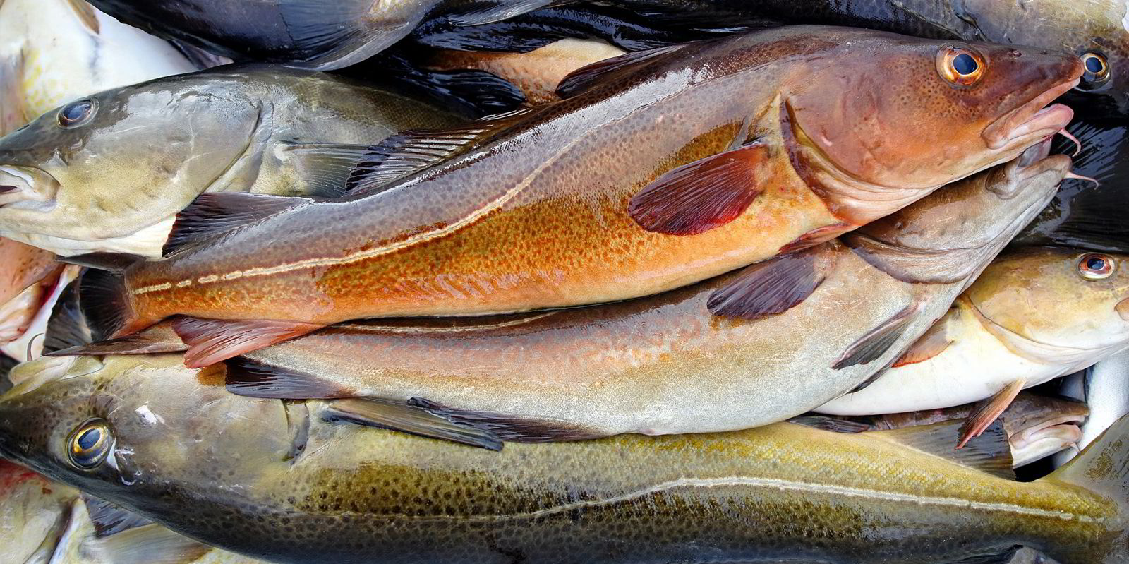 Norway’s frozen cod exports slip in November but fresh surges ...