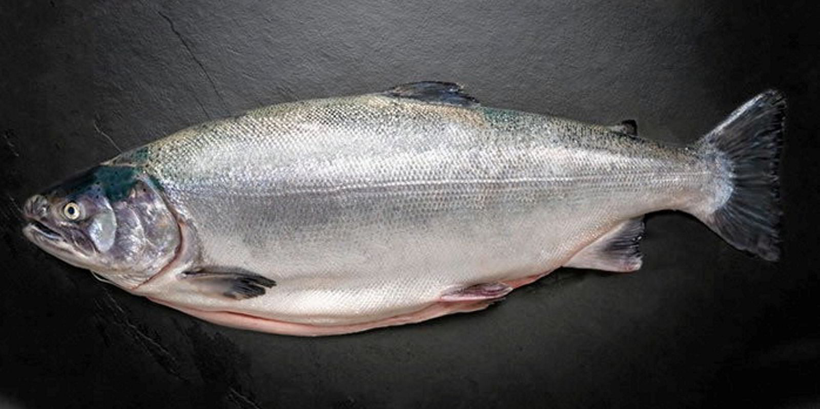 Norsk laks får en ny konkurrent i Kina | IntraFish.no