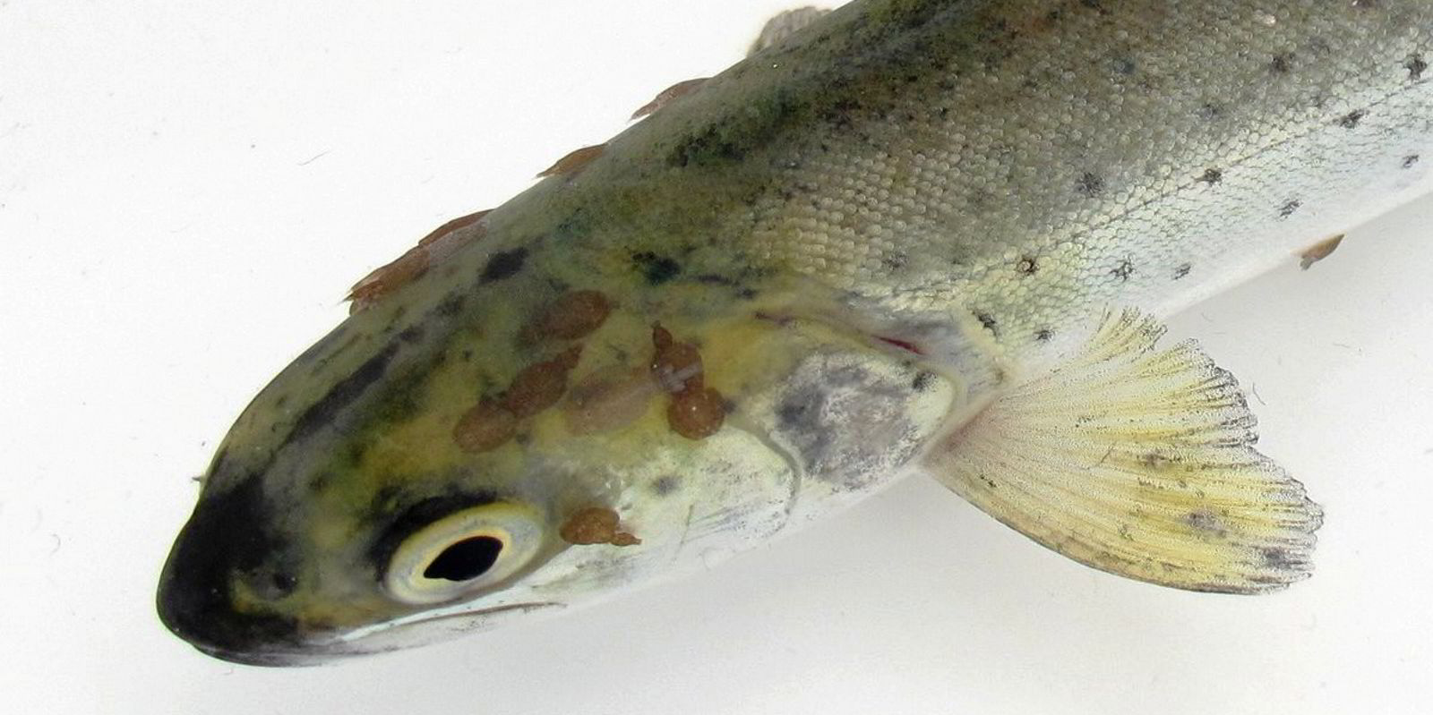 Nå seiler biologiske problemer opp som største kostnad i produksjonen ...