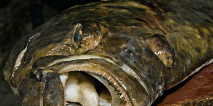 Massive farmed halibut escape is largest ever in Norway | IntraFish.com