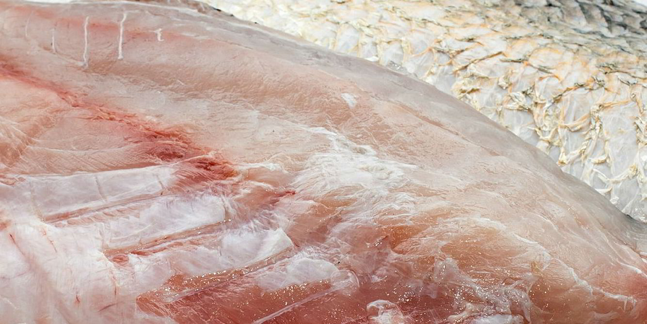 Brunei barramundi farm to produce 36,000 tons of fish | IntraFish.com