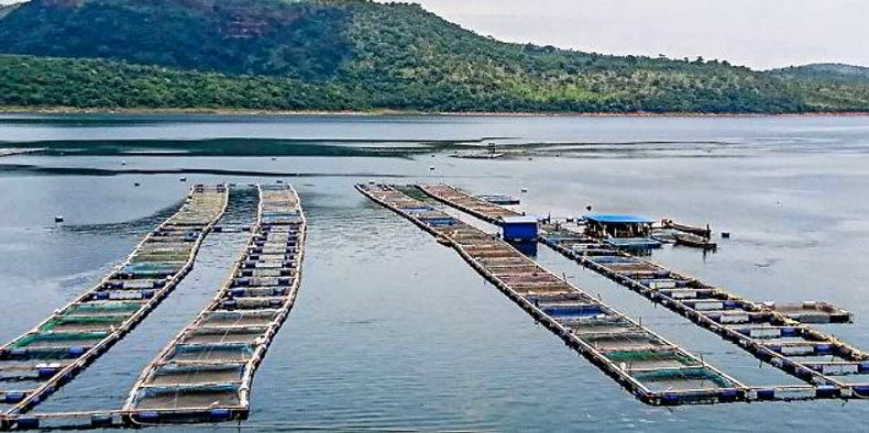 African tilapia producer Tropo Farms clambers back onto steep growth ...