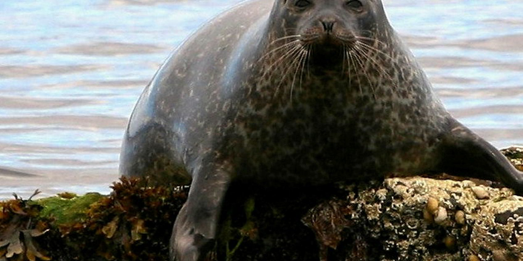 Scottish Sea Farms reduces seal culls with new netting | IntraFish.com