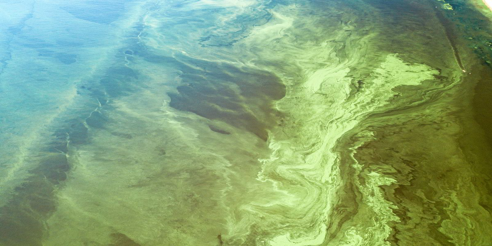 Chile salmon industry hopes early warning updates can thwart damaging ...