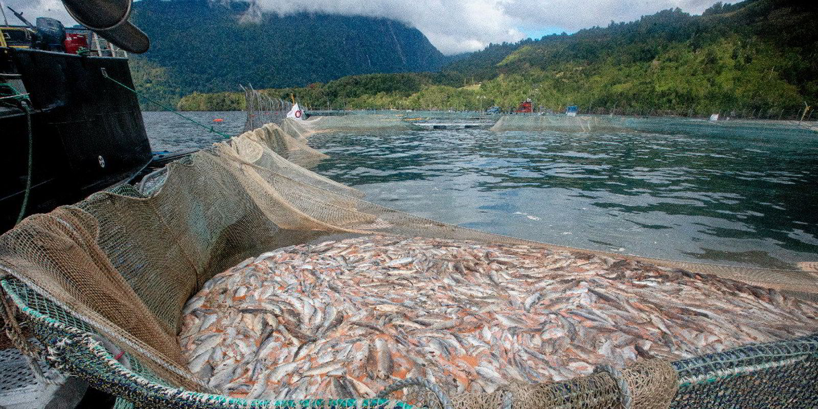 Nearly all farmed salmon in Chile's mass die-offs removed from ...