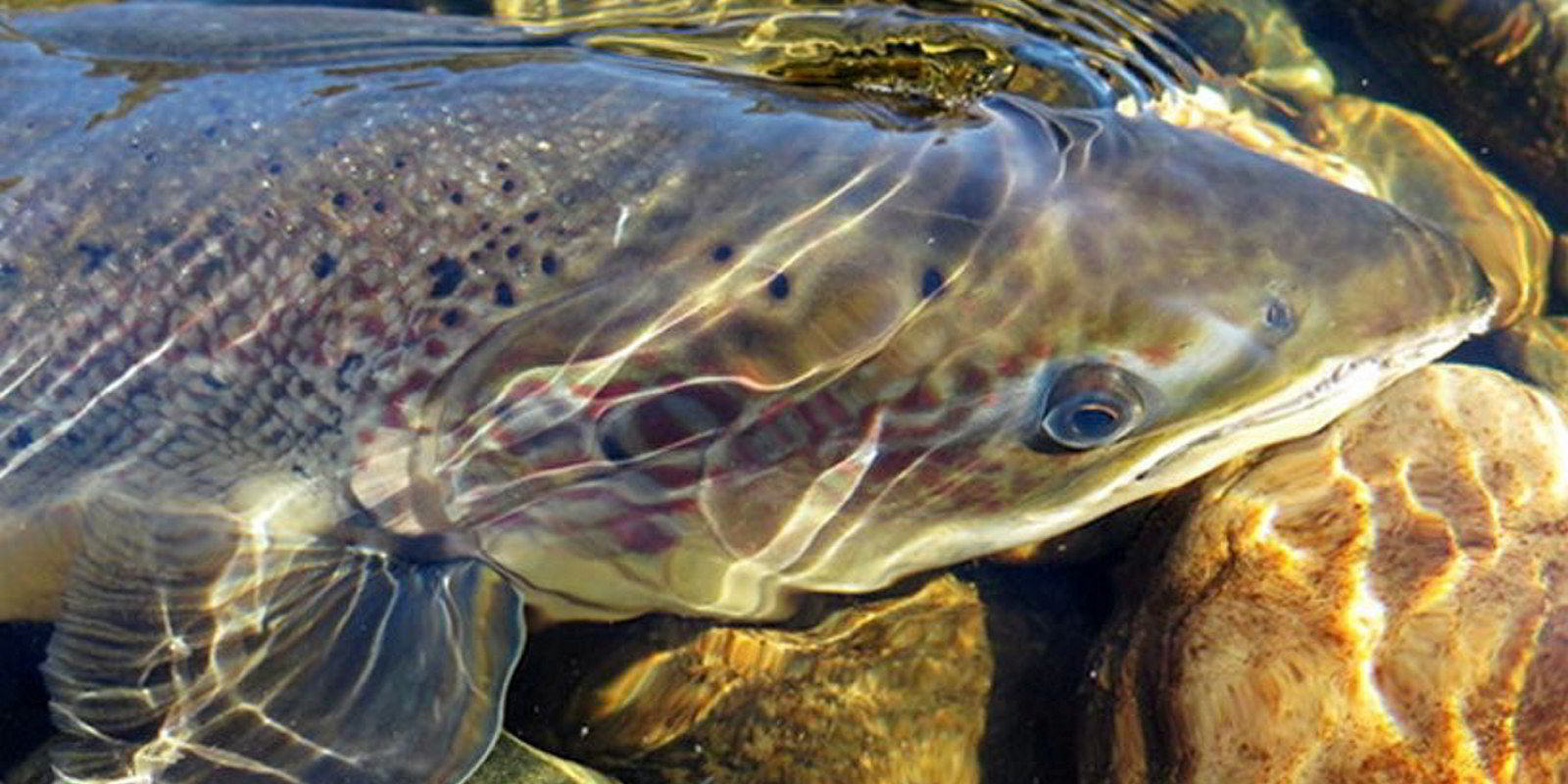 Ny statusrapport for villaks: Fortsatt ille | IntraFish.no