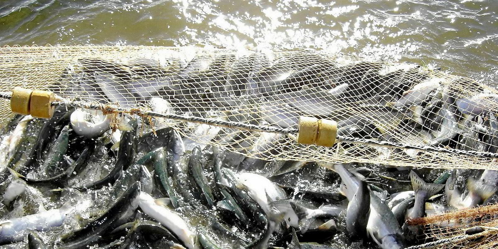 Russia’s wild salmon season kicks off with modest catch expectations ...