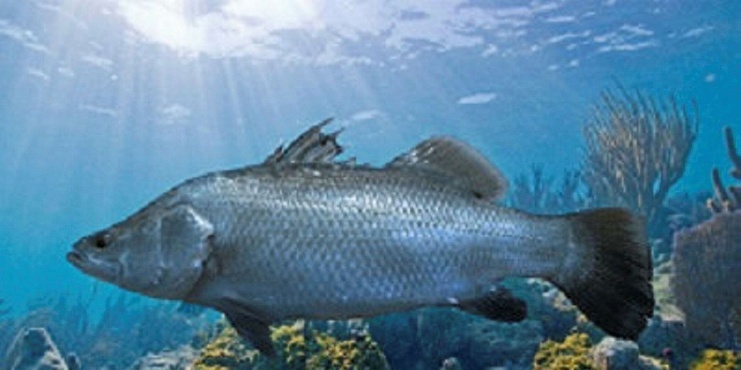 Land-based Oman barramundi farm set for construction | IntraFish.com