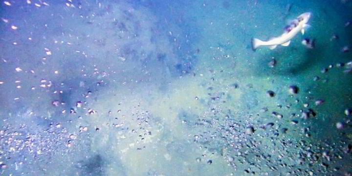 Thousands of oil and gas seeps discovered in Barents Sea | Upstream Online