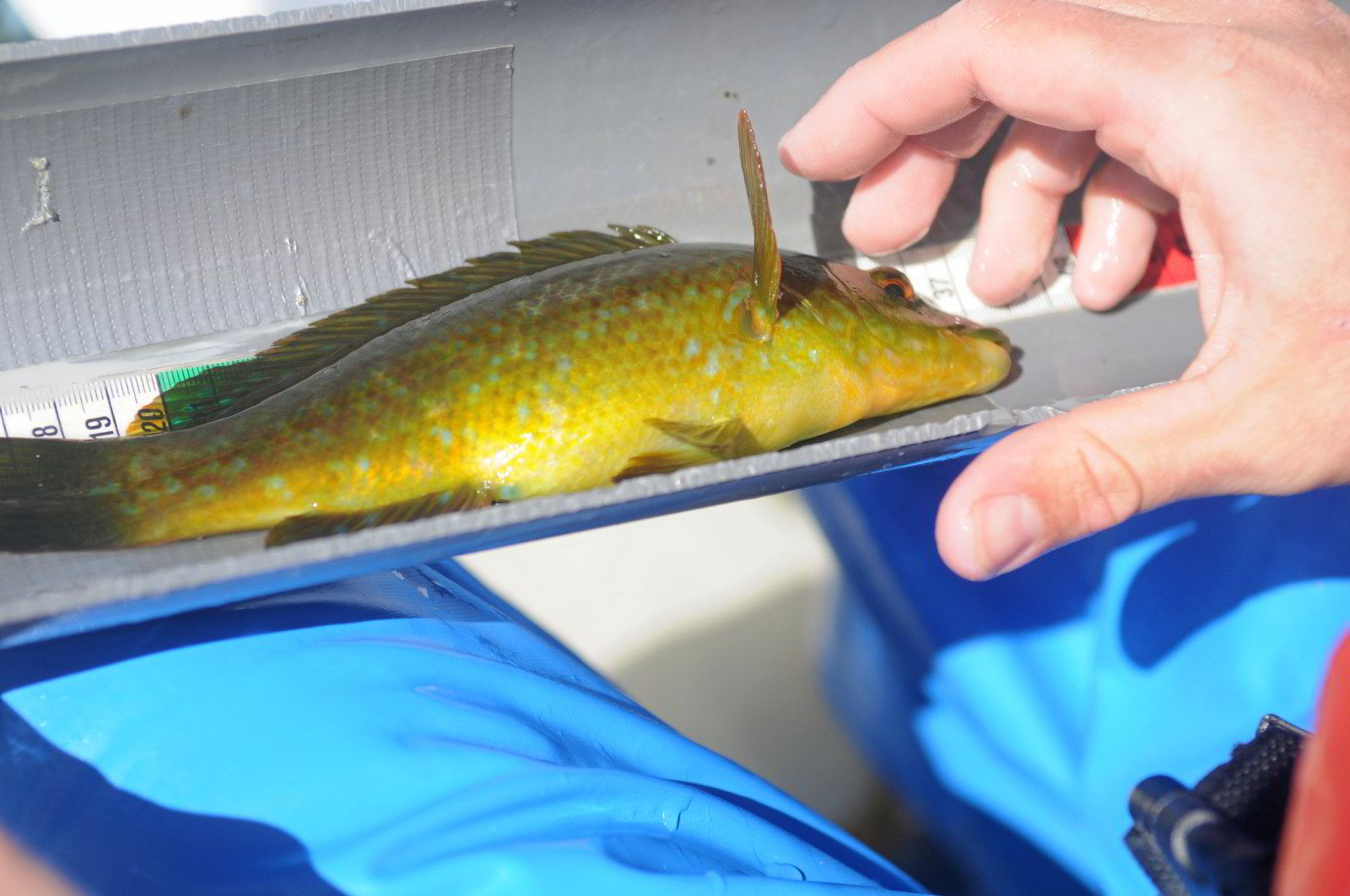 Nytt minstemål på berggylt: – En vesentlig inngripen i fangstinntektene ...