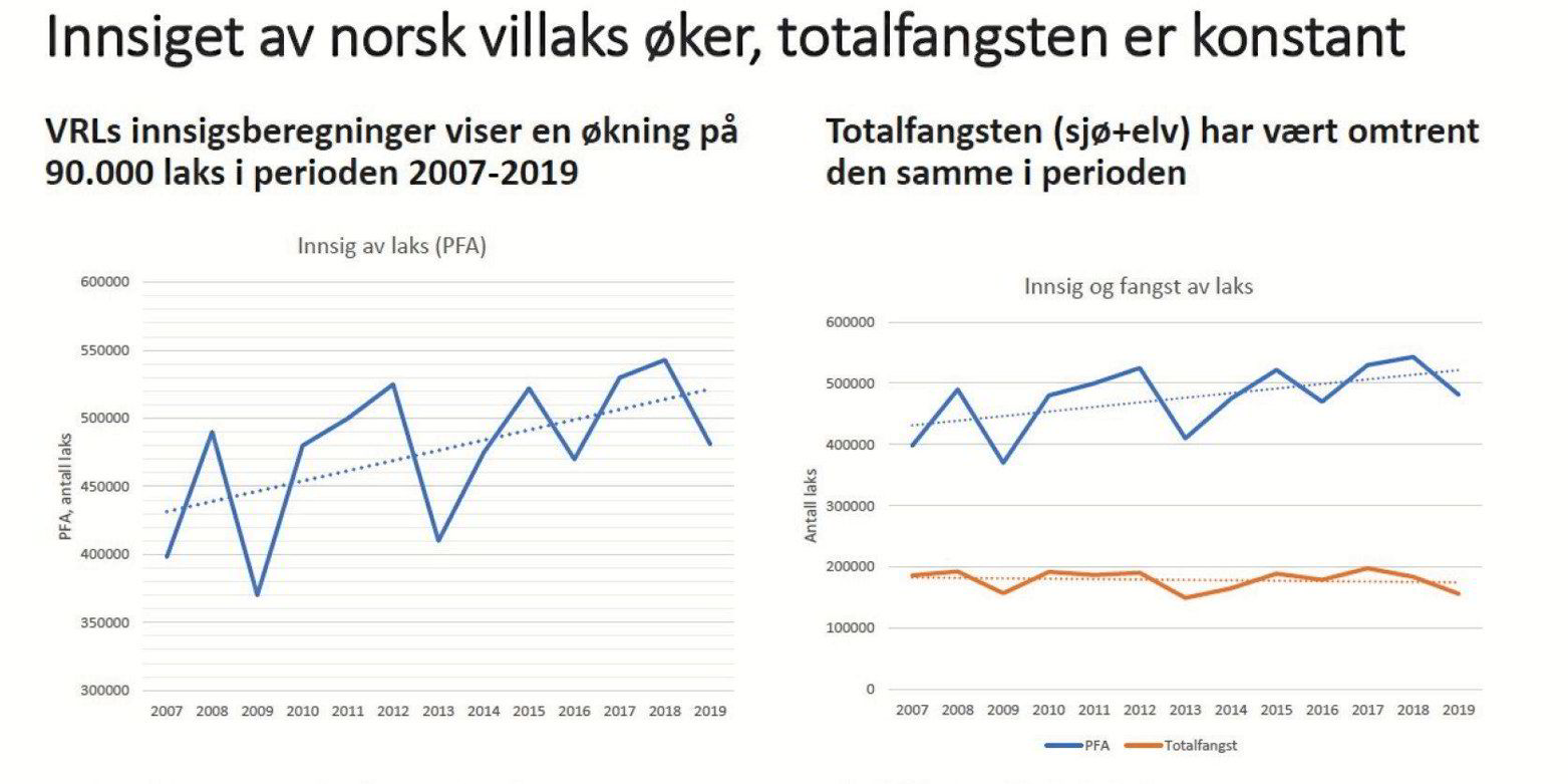 Sjømat Norge er forundret over rødlisting av villaks når tallene peker ...