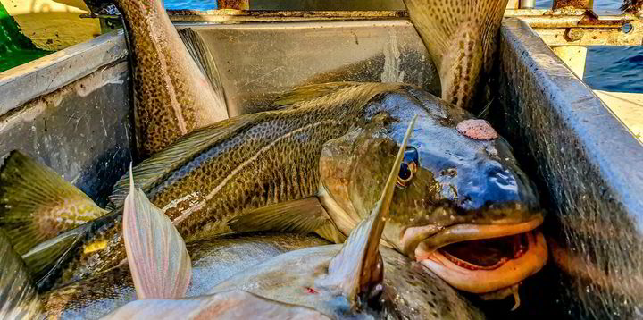 Groundfish Forum: Global whitefish supply expected to hold steady, but ...