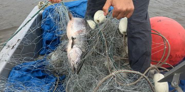 Governor-appointed taskforce recommends bycatch cap for Alaska chum salmon, potentially ...