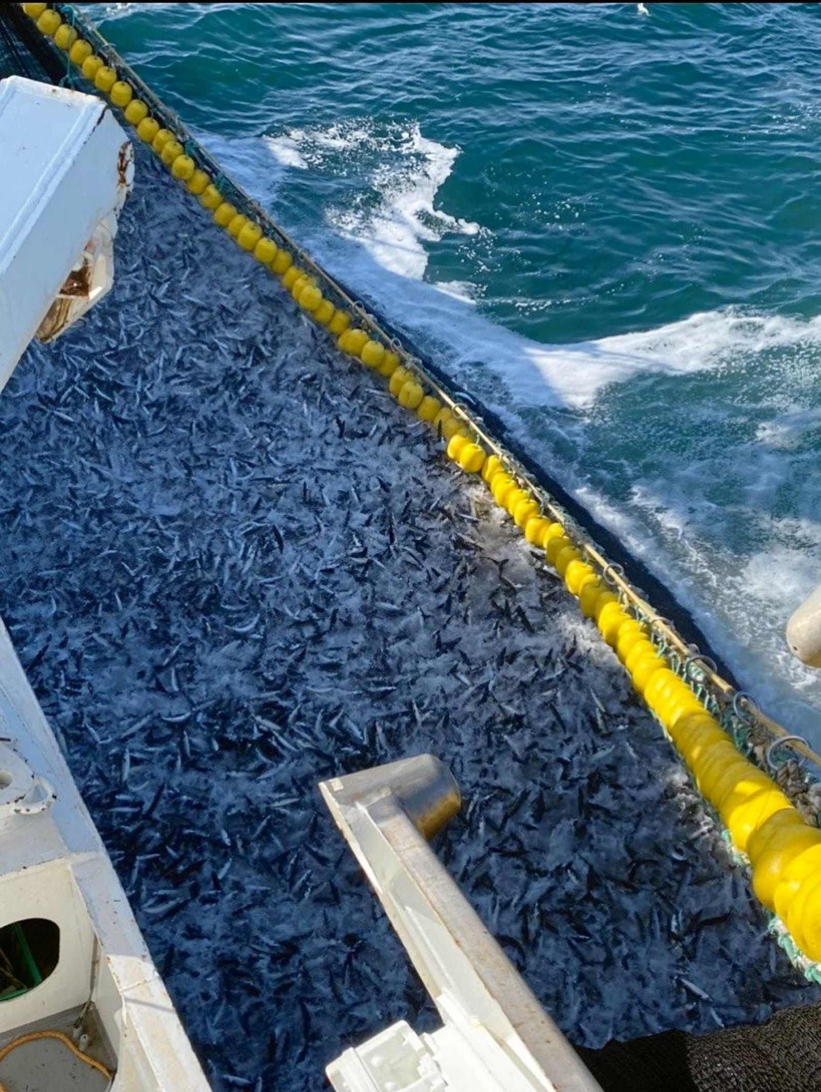 Bodø-suksess i årets beste makrelldøgn, meldte inn fisk for 30 ...