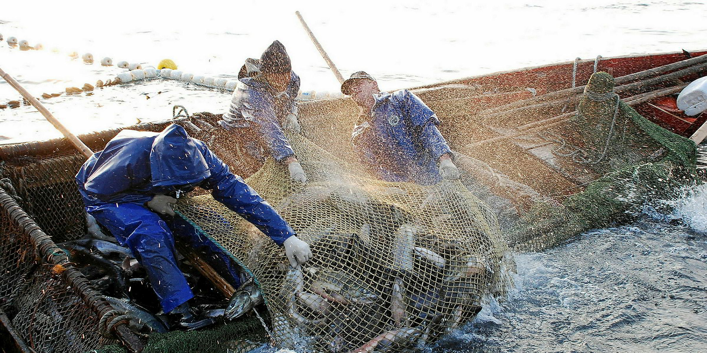 Russia’s wild salmon catches 40% ahead of 2015 pace | IntraFish.com