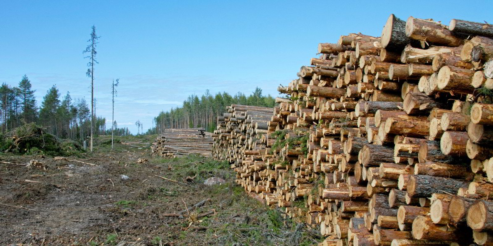 'Climate harm risk' of biomass for power production without CCS, warns ...