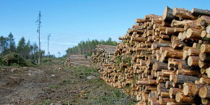 'Climate harm risk' of biomass for power production without CCS, warns ...