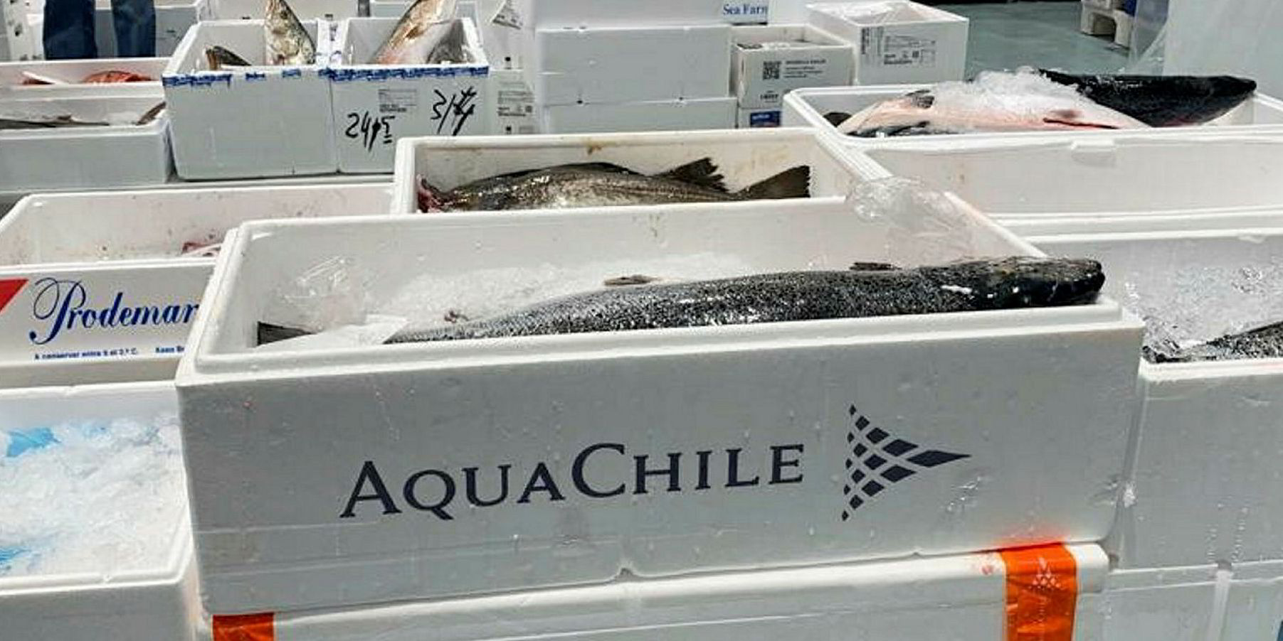AquaChile leases Cermaq plant for coho season | IntraFish.com
