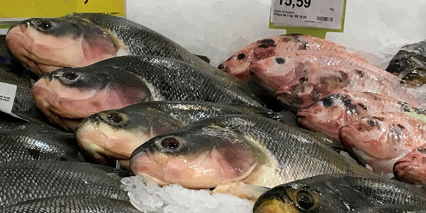 Brazil hopes 'purity test' can help prevent fish farming losses ...