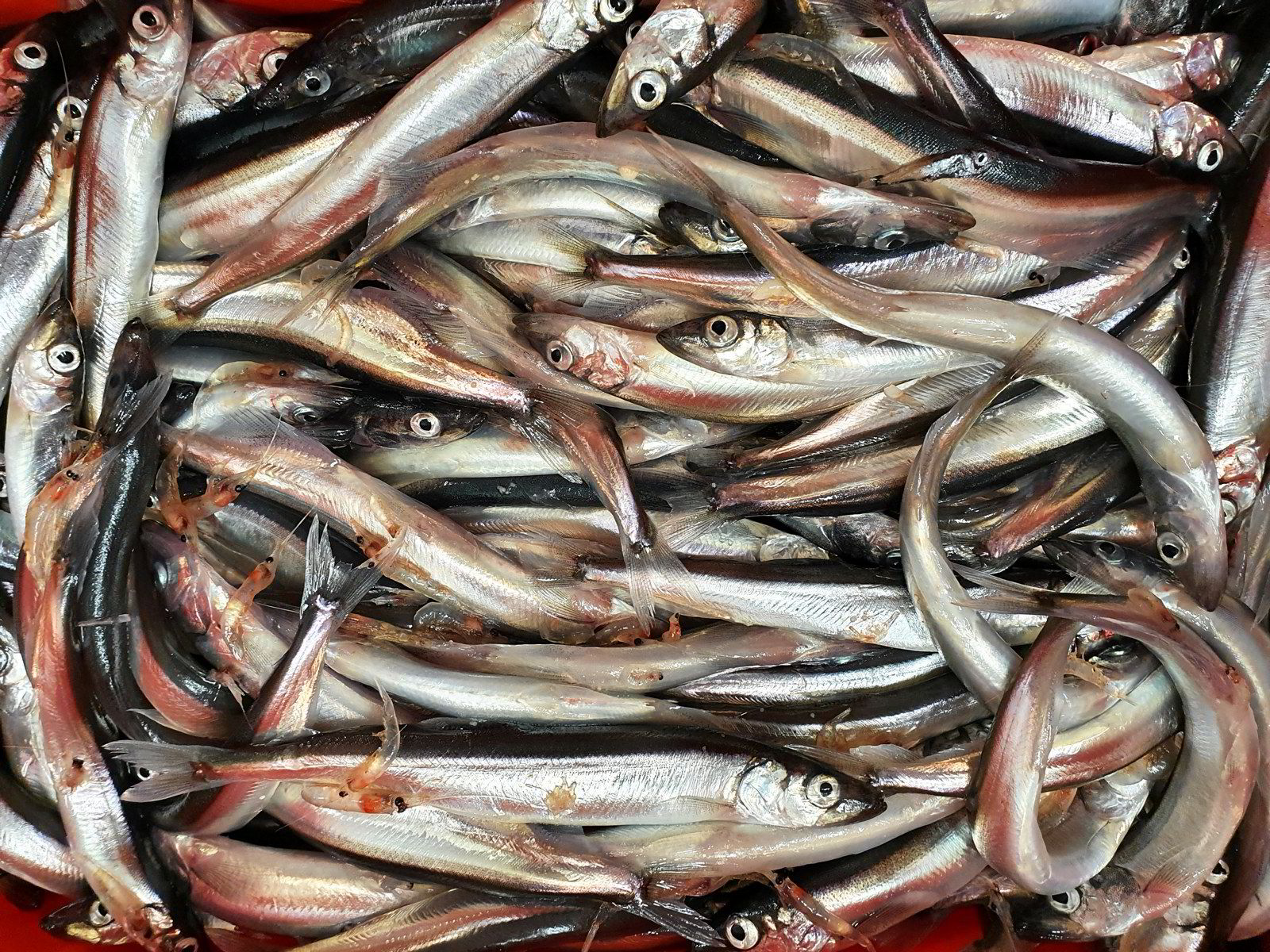 Loddefiskerne slakter forskernes kvoteråd | Fiskeribladet