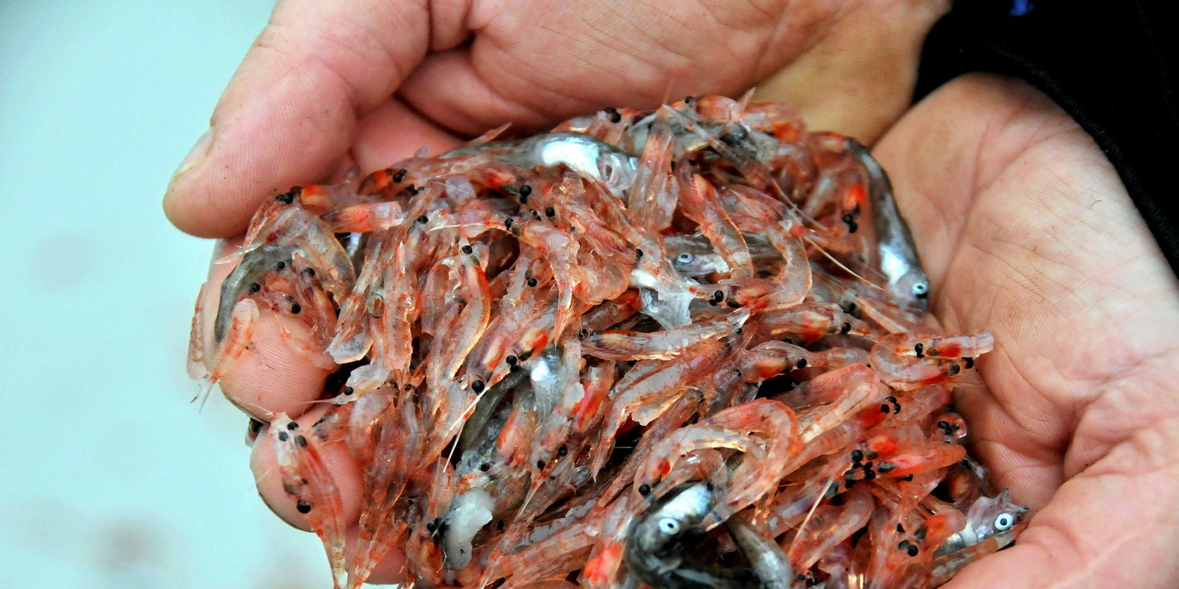 Antarctic krill fishery nabs sustainability rating | Intrafish