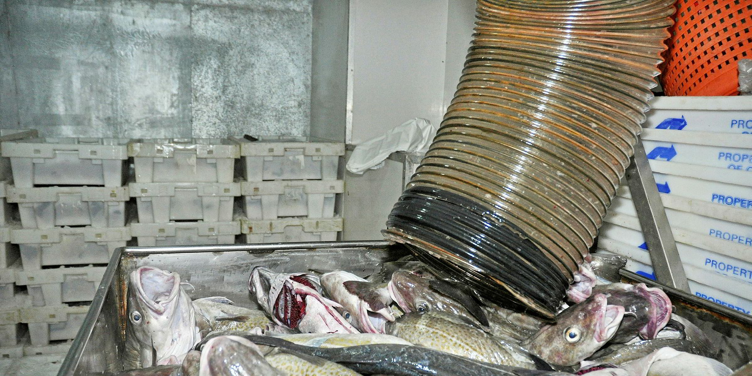 North Sea cod gets MSC stamp | IntraFish.com