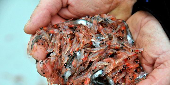 Antarctic krill fishery nabs sustainability rating | IntraFish.com