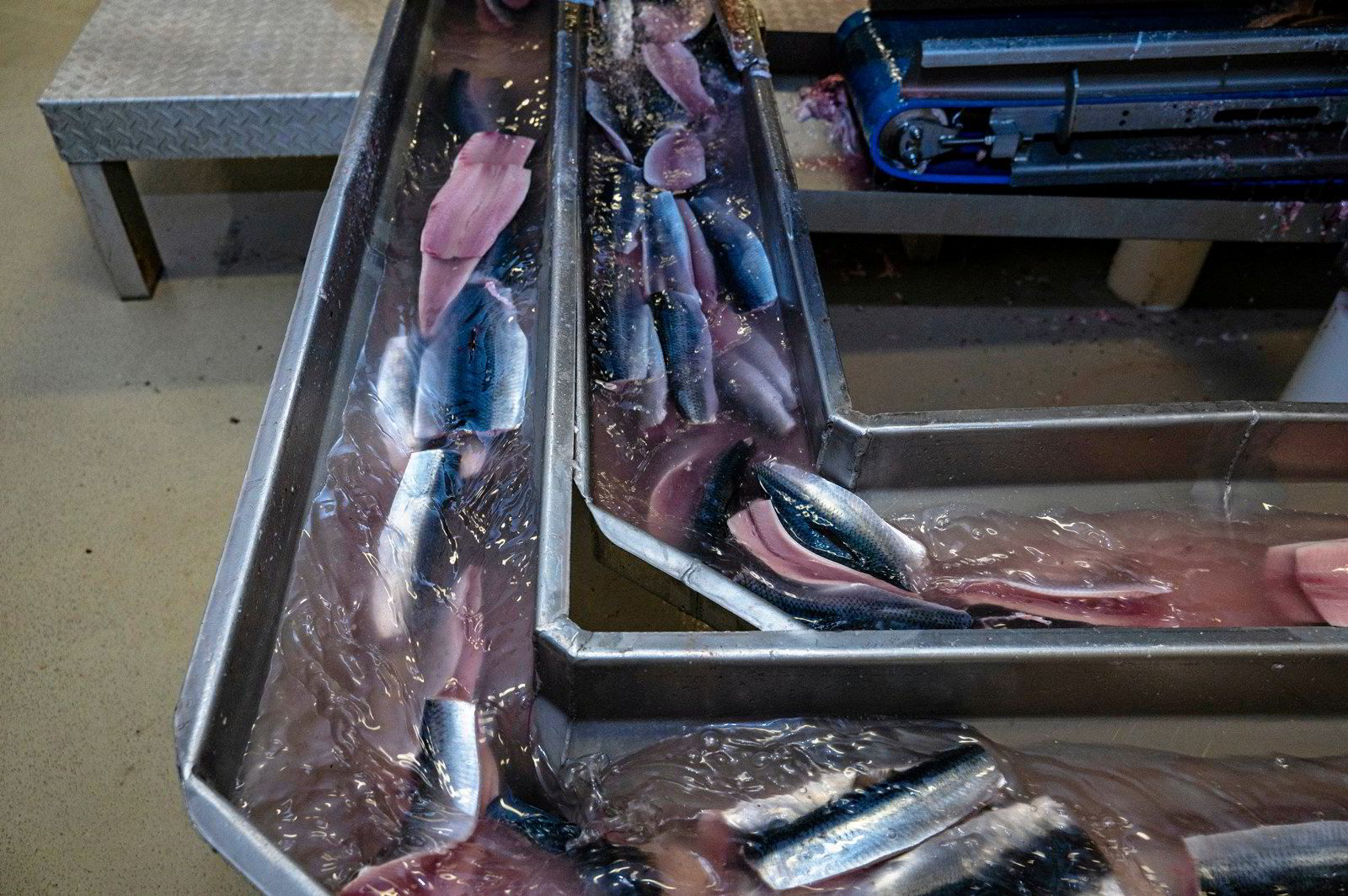 Fabrikken på Træna har en kapasitet på 800 tonn fisk per døgn - bli med inn på et av Pelagias ...