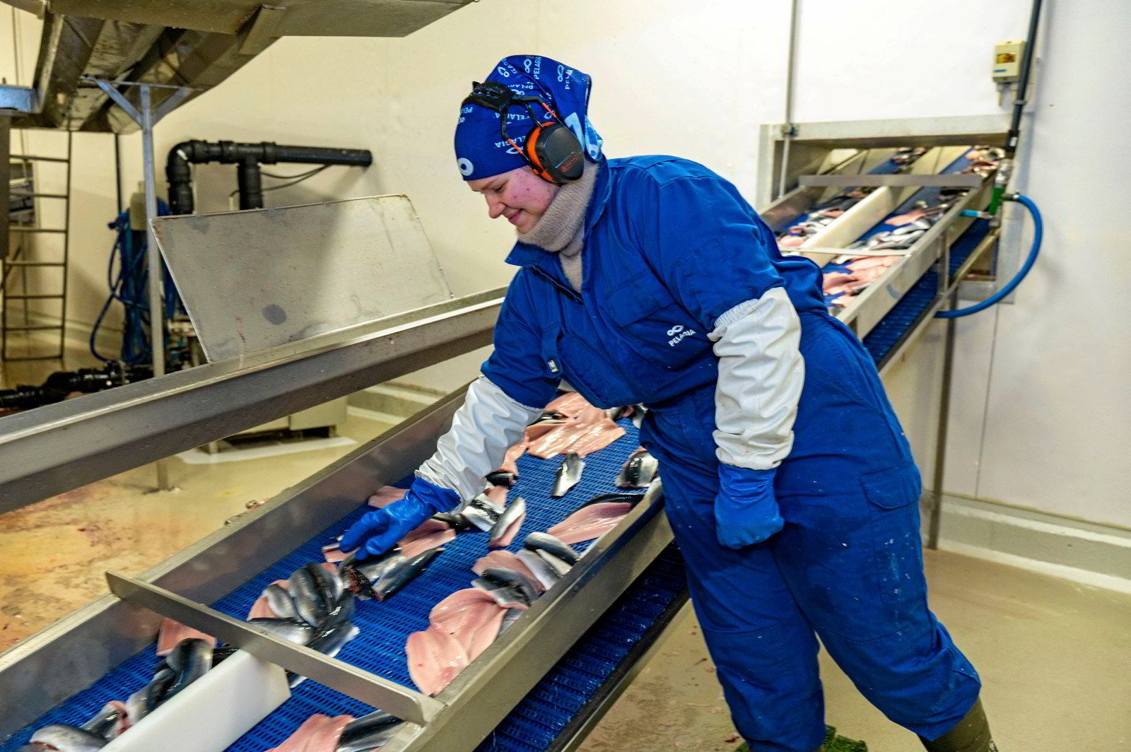 Fabrikken på Træna har en kapasitet på 800 tonn fisk per døgn - bli med inn på et av Pelagias ...