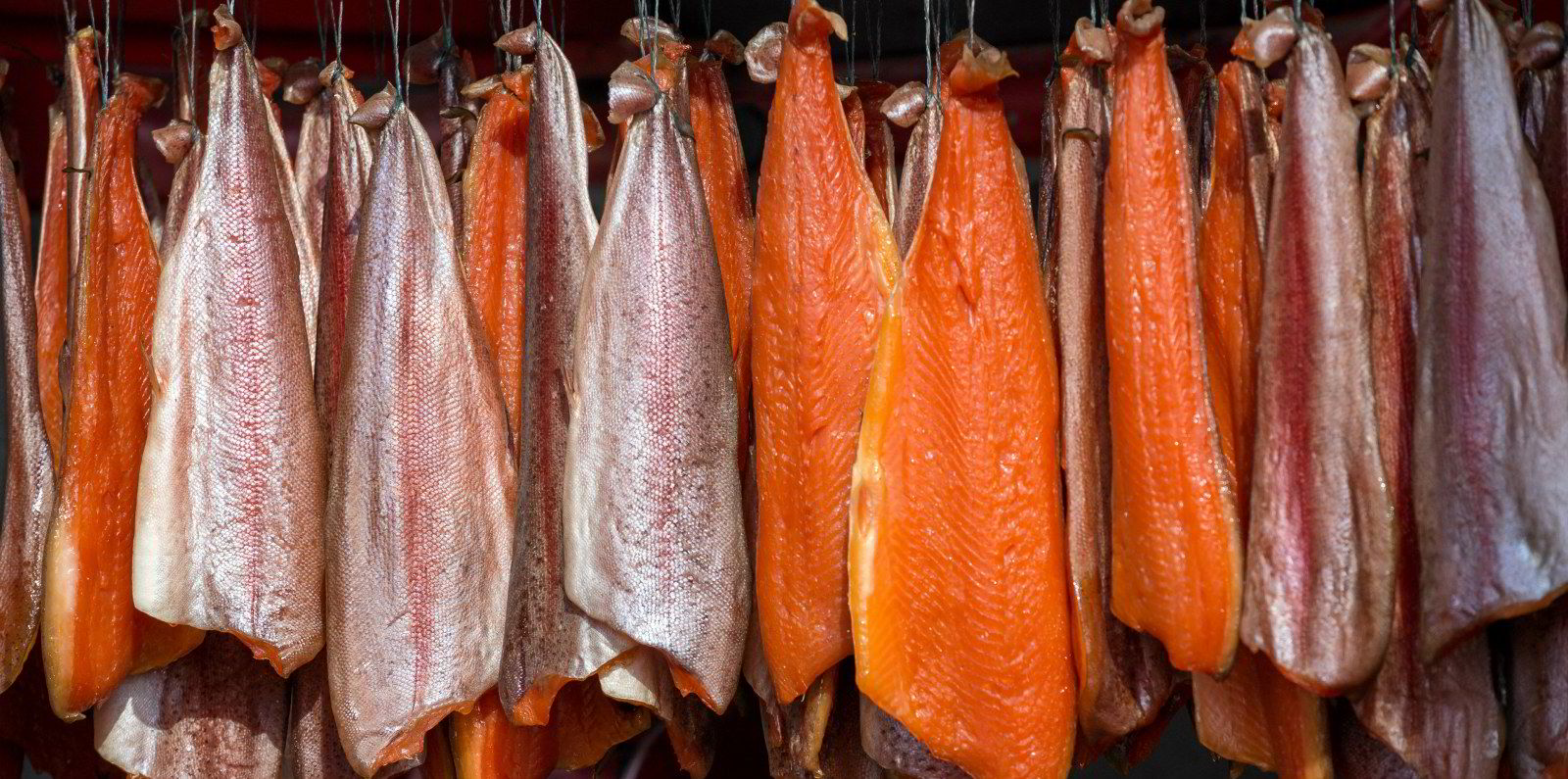 SalMar-owned Icelandic salmon farmer plans 80,000-ton processing plant ...