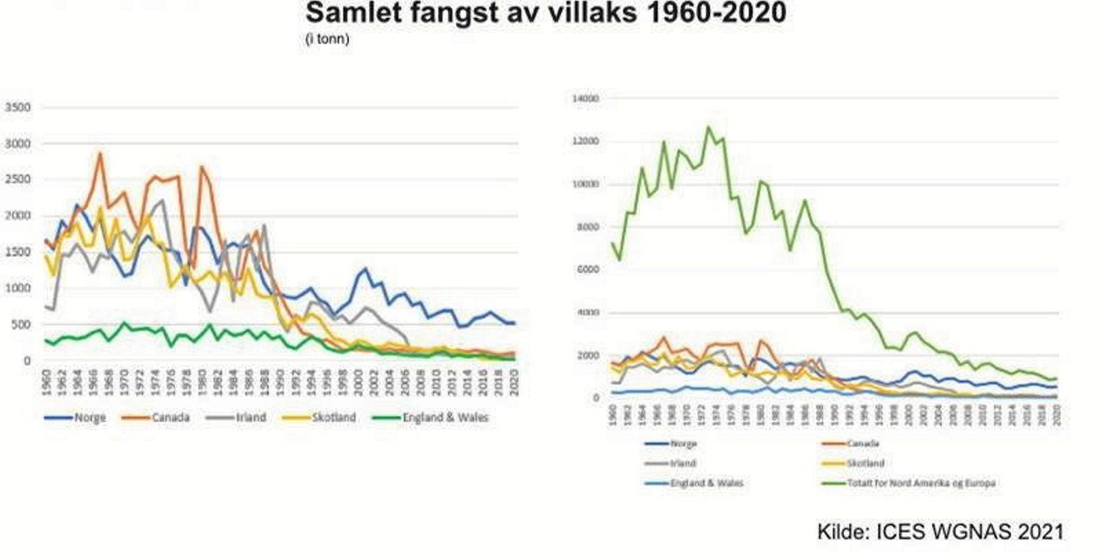Sjømat Norge er forundret over rødlisting av villaks når tallene peker ...