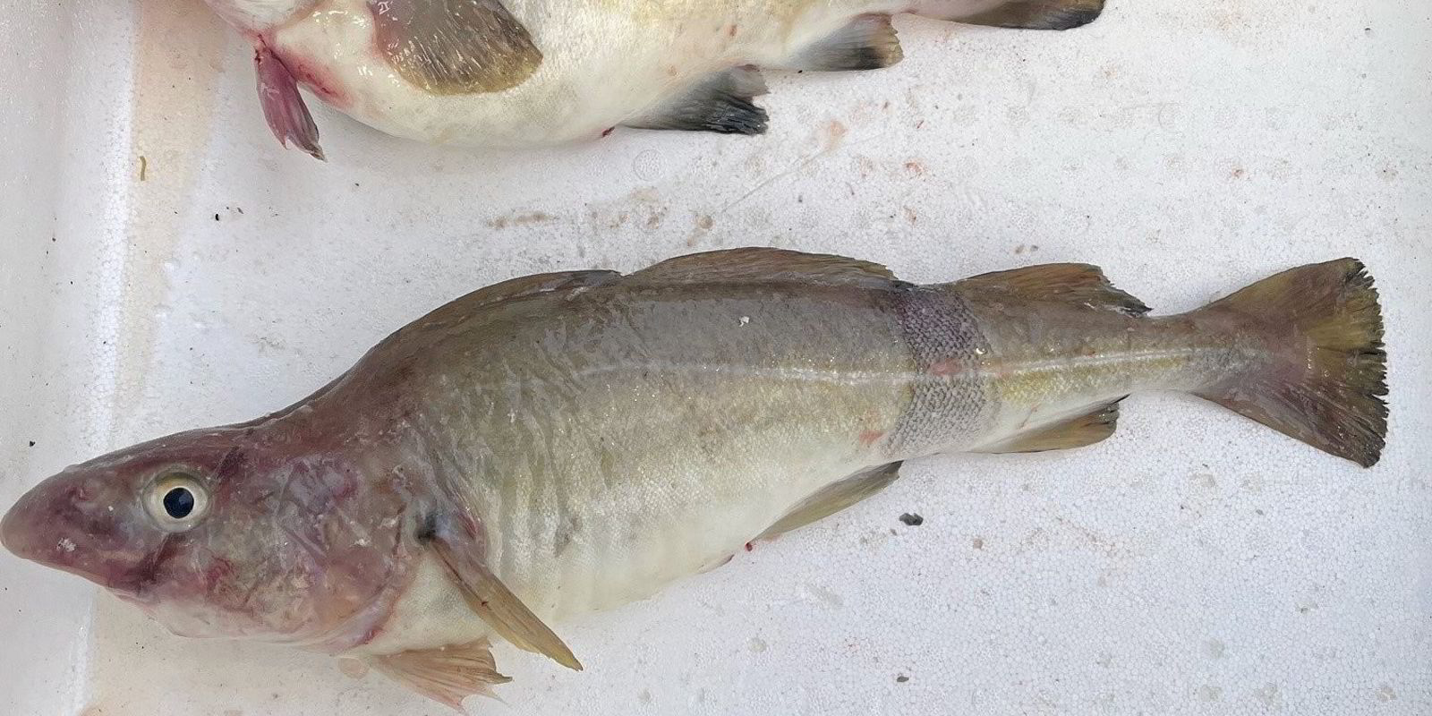 Torskeoppdretteren Norcod har søkt om ny lokalitet i Meløy. Politikerne ...