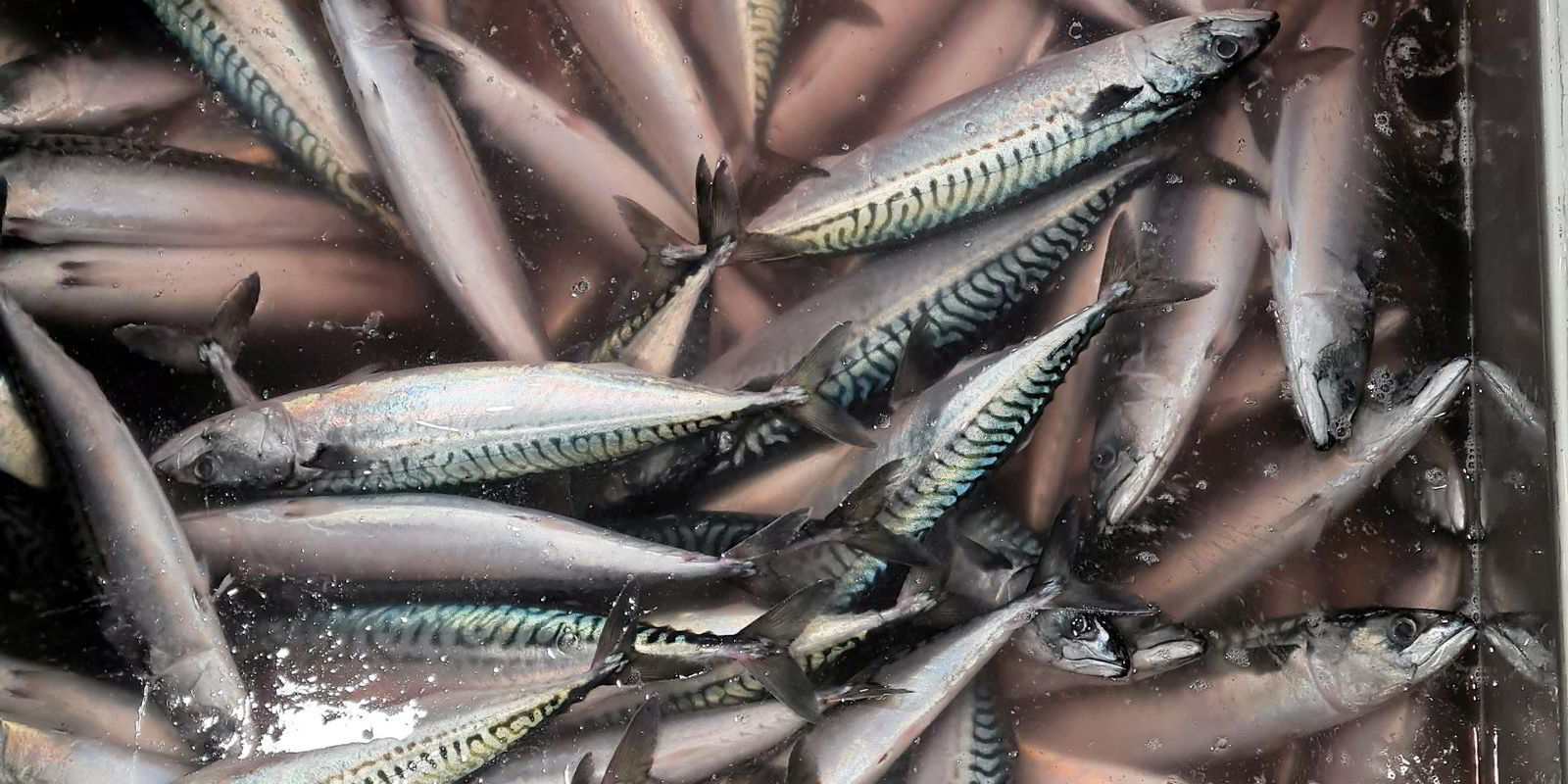 Brødrene Sperre snudde minustall til rekordresultat i fjor | Fiskeribladet