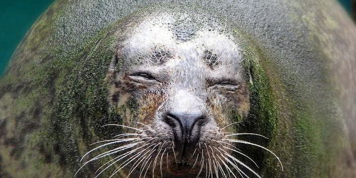 Scottish salmon farmers warn seals are getting more bold in their ...