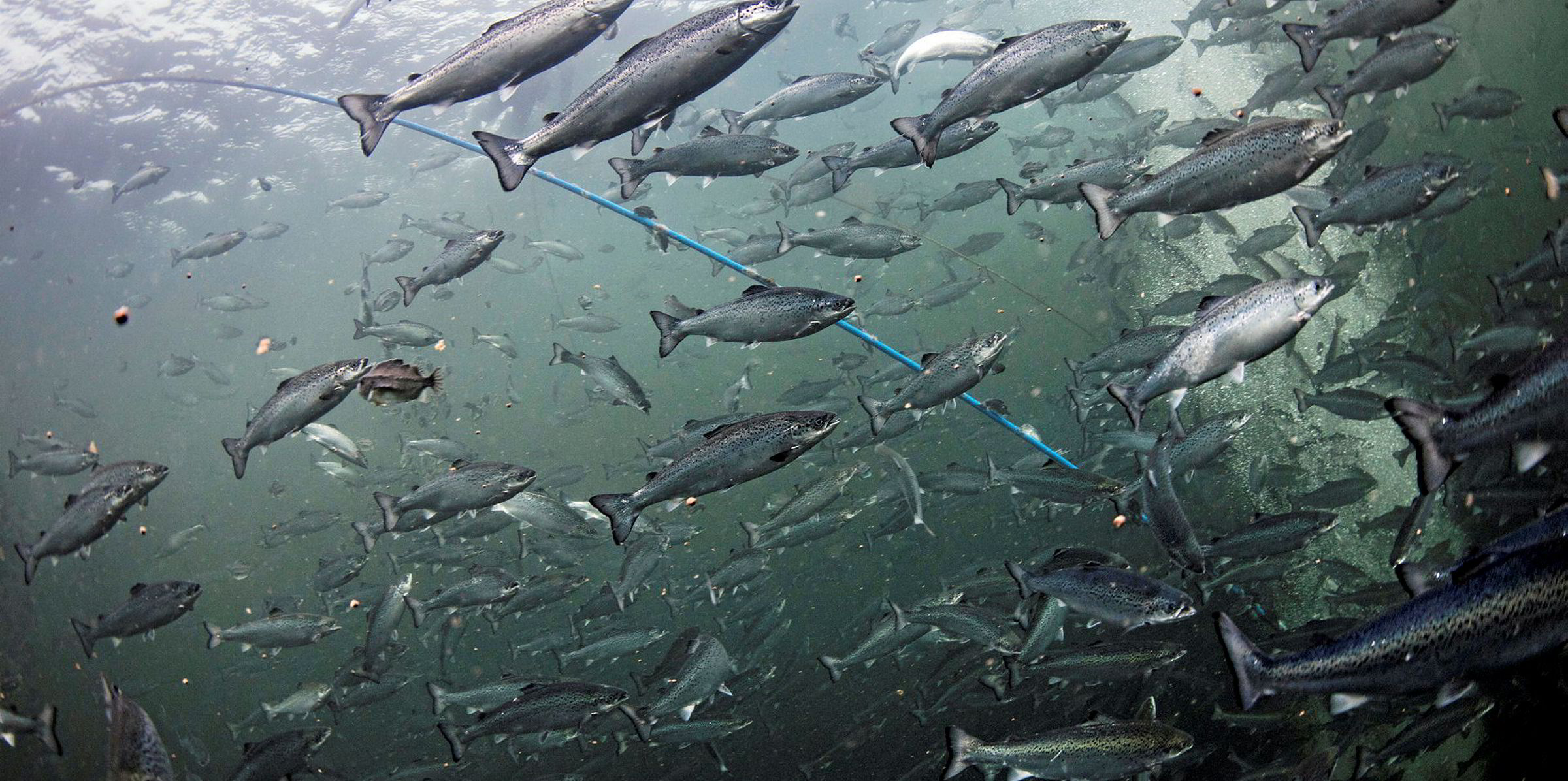 Oppdrettslaks på rømmen fra Mowi-lokalitet på Frøya | IntraFish.no