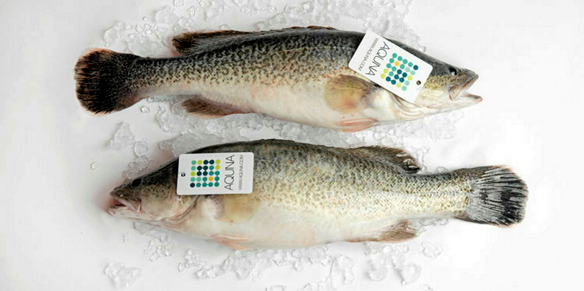 Are buyers ready for a new farmed cod? | IntraFish.com