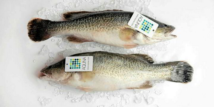 Are buyers ready for a new farmed cod? | IntraFish.com