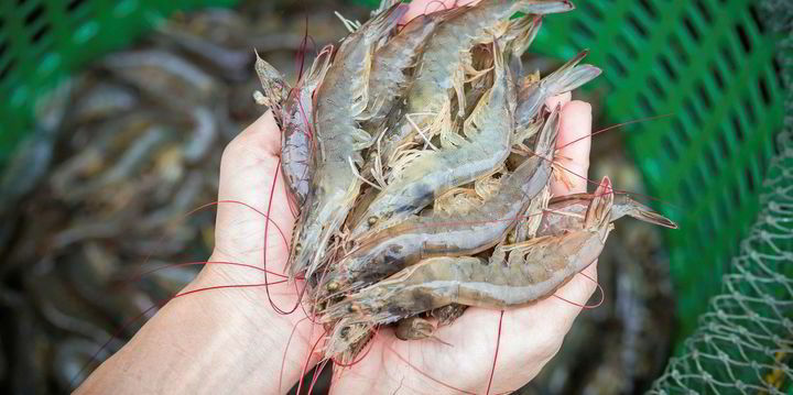 FDA shrimp import rejections for antibiotic use outpacing last year ... FDA shrimp import rejections for antibiotic use outpacing last year ...