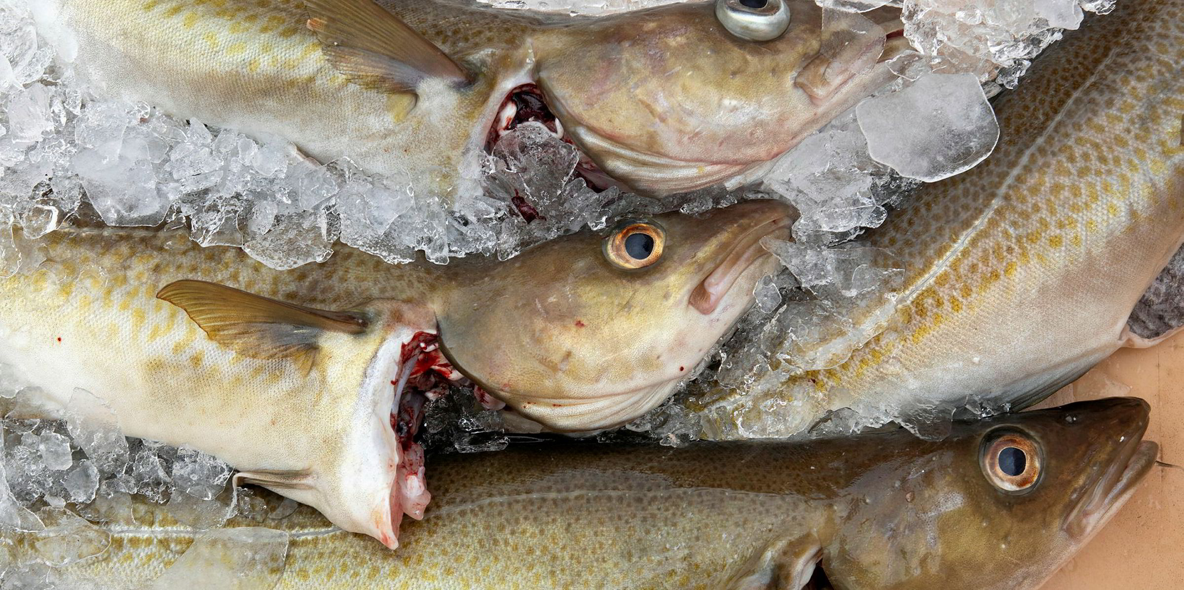 Buyers shouldn't bank on cheaper fresh Atlantic cod | IntraFish.com
