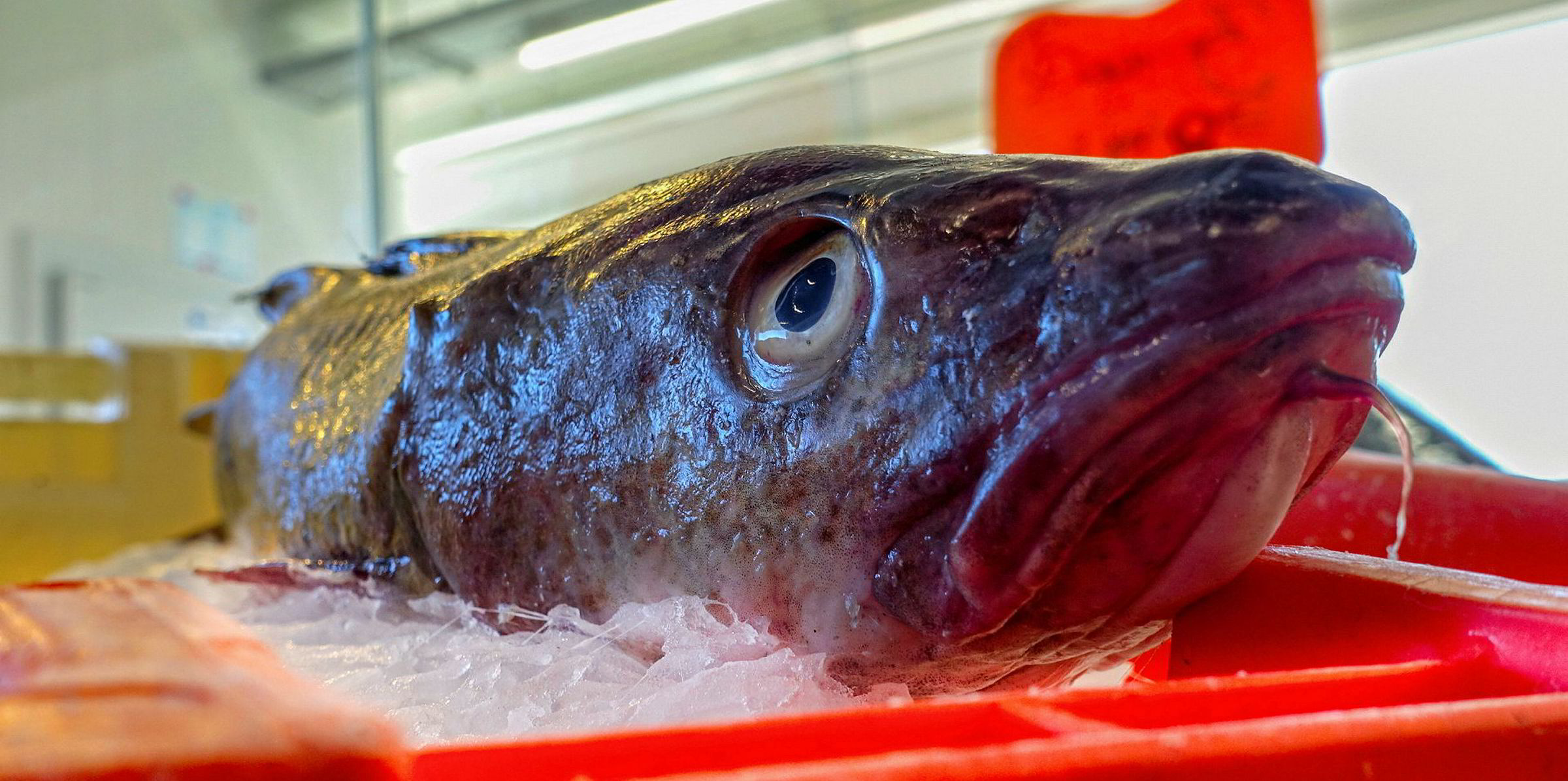 American Seafoods CEO: Expansion of Alaska pollock market 'just getting ...