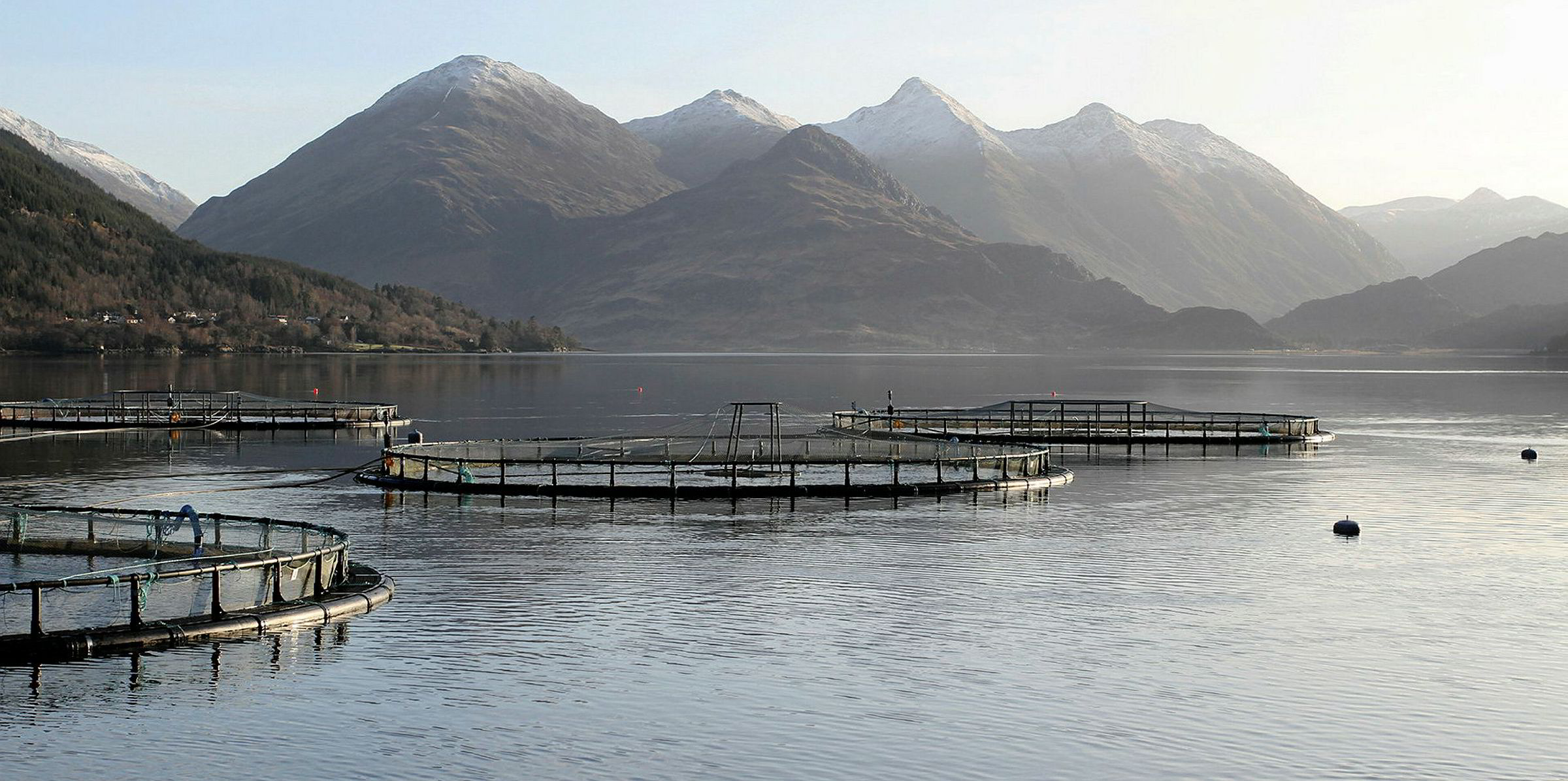 Scottish salmon farmers respond to growing calls for 'emergency action ...