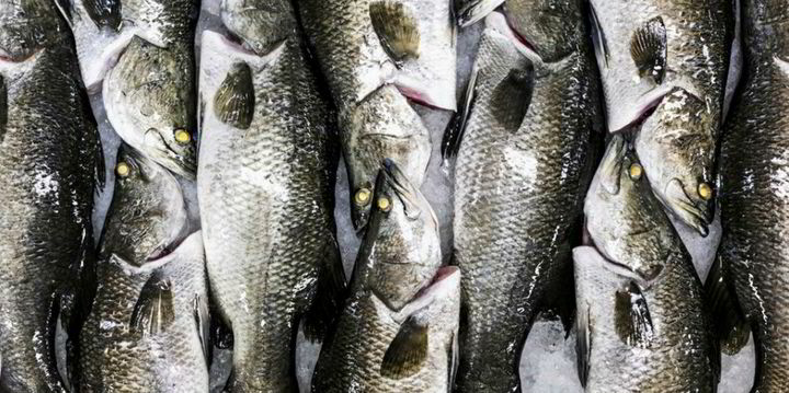 US barramundi producer nabs 4-star BAP certification | IntraFish.com