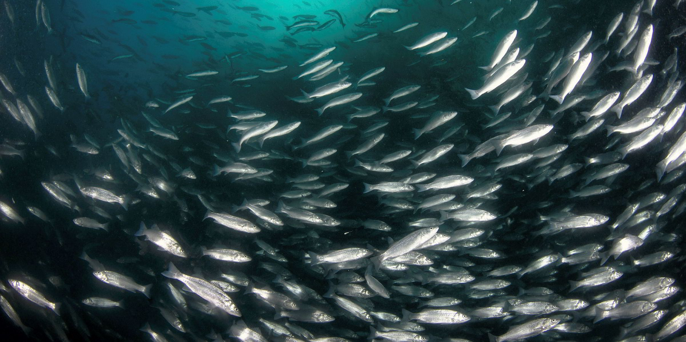 Oman authorities localize seabream production | IntraFish.com