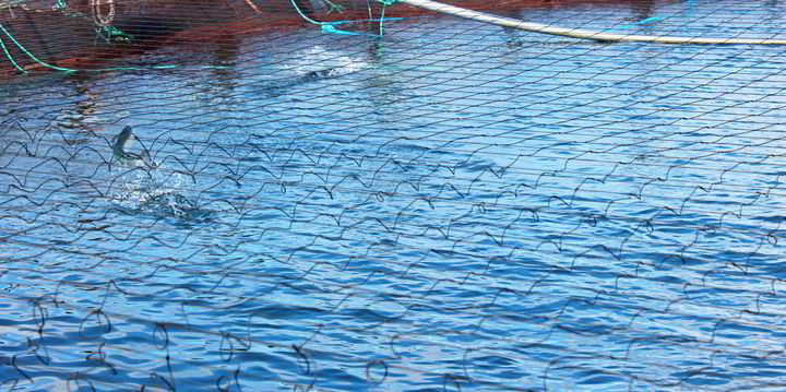 Furunkulose påvist i oppdrettsanlegg | IntraFish.no