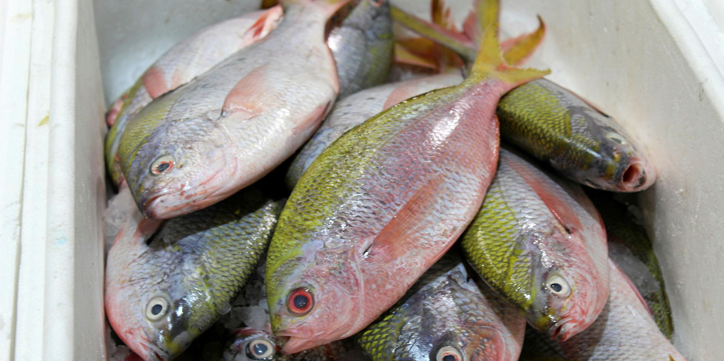 Research: Swapping red meat for seafood can boost life expectancy ...