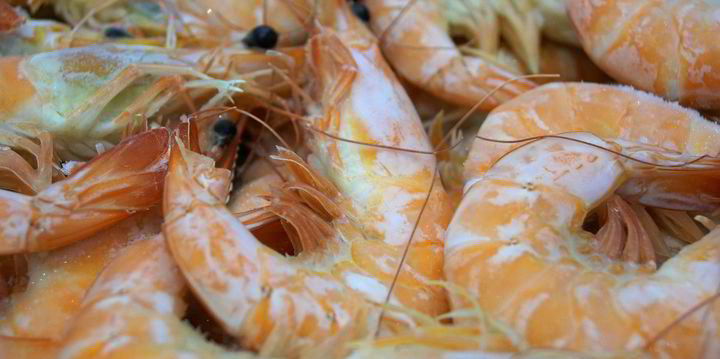 Outlook 2019: Tom Mazzetta, CEO Mazzetta Company | IntraFish.com