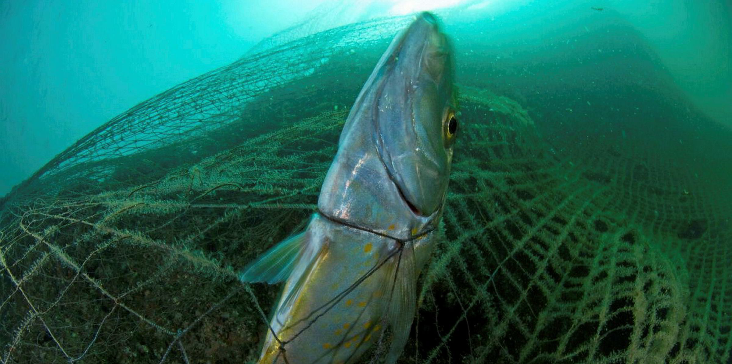 Young's Seafood, Sainsbury's partner to fund research on tackling ghost ...