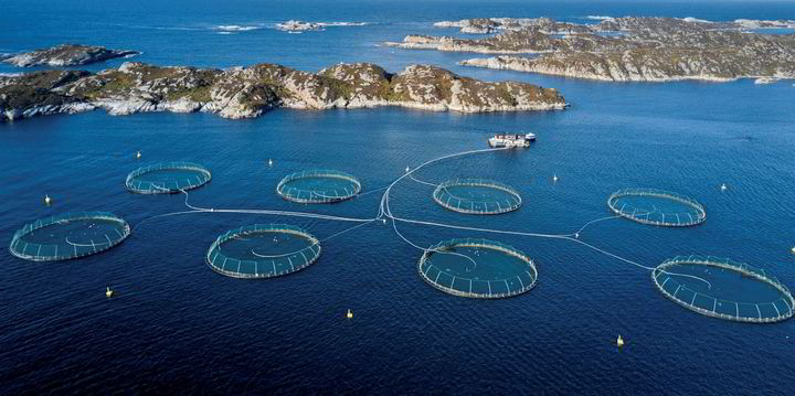 Second tuna attack on a salmon farm in a week: This time it's Mowi ...