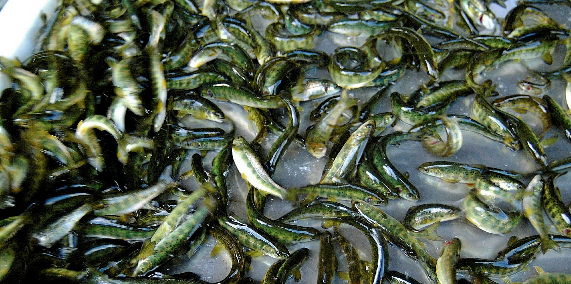 Mowi identifies culprit in mass salmon smolt die-off | IntraFish.com