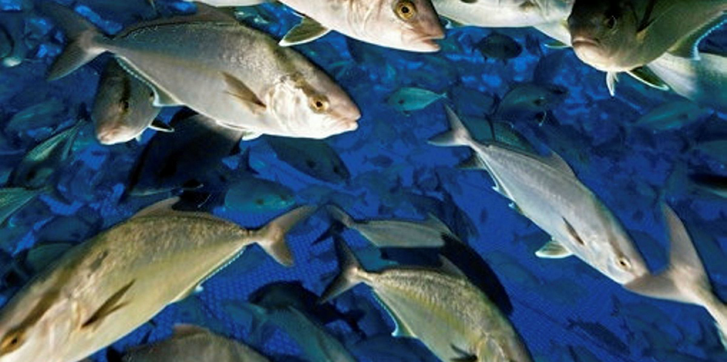 Skuna Bay brand builder joins Blue Ocean Mariculture | IntraFish.com